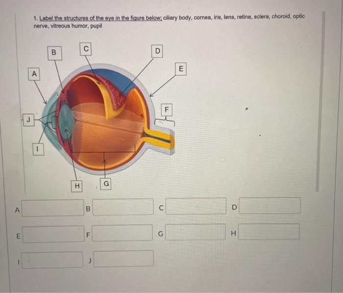 Solved 1. Label the structures of the eye in the figure | Chegg.com