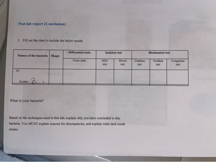 Solved Unknown B Gram Stain MSA Test Blood Test Coagulase | Chegg.com