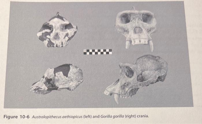 6 Compare and contrast the sagittal crest in Gorilla | Chegg.com