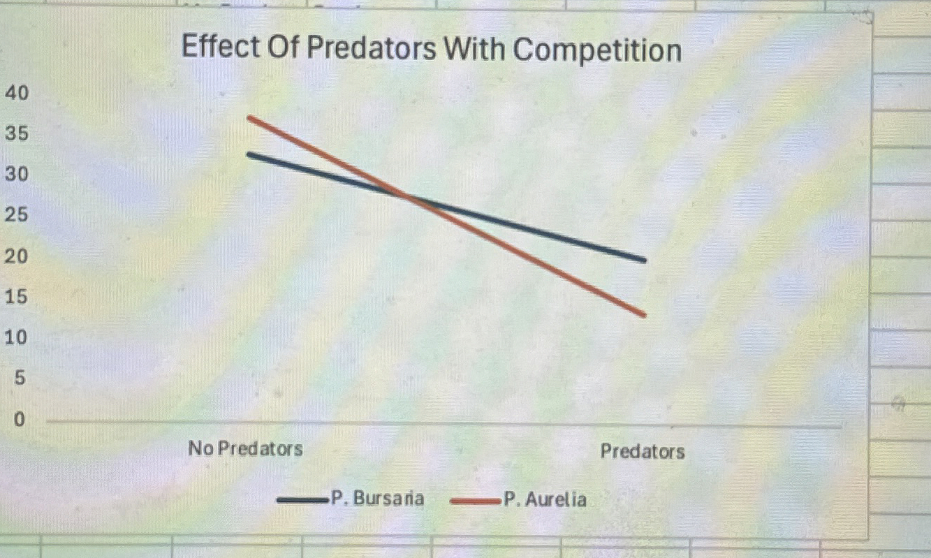 Solved Effect Of Predators With CompetitionP. ﻿Aurelia and | Chegg.com