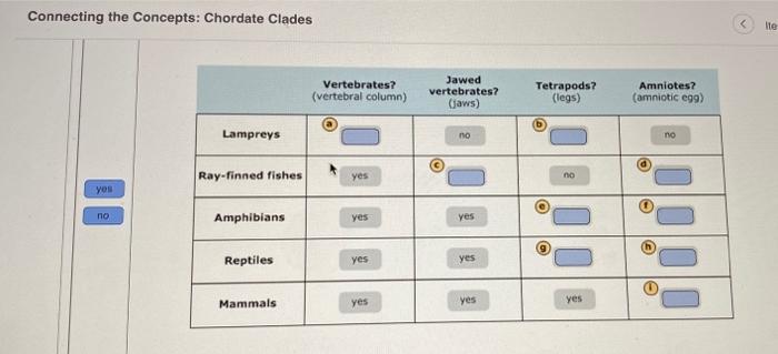 Solved Connecting the Concepts: Chordate Clades | Chegg.com Solved Connecting the Concepts: Chordate Clades | Chegg.com