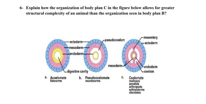 Solved 6- Explain how the organization of body plan C in the | Chegg.com