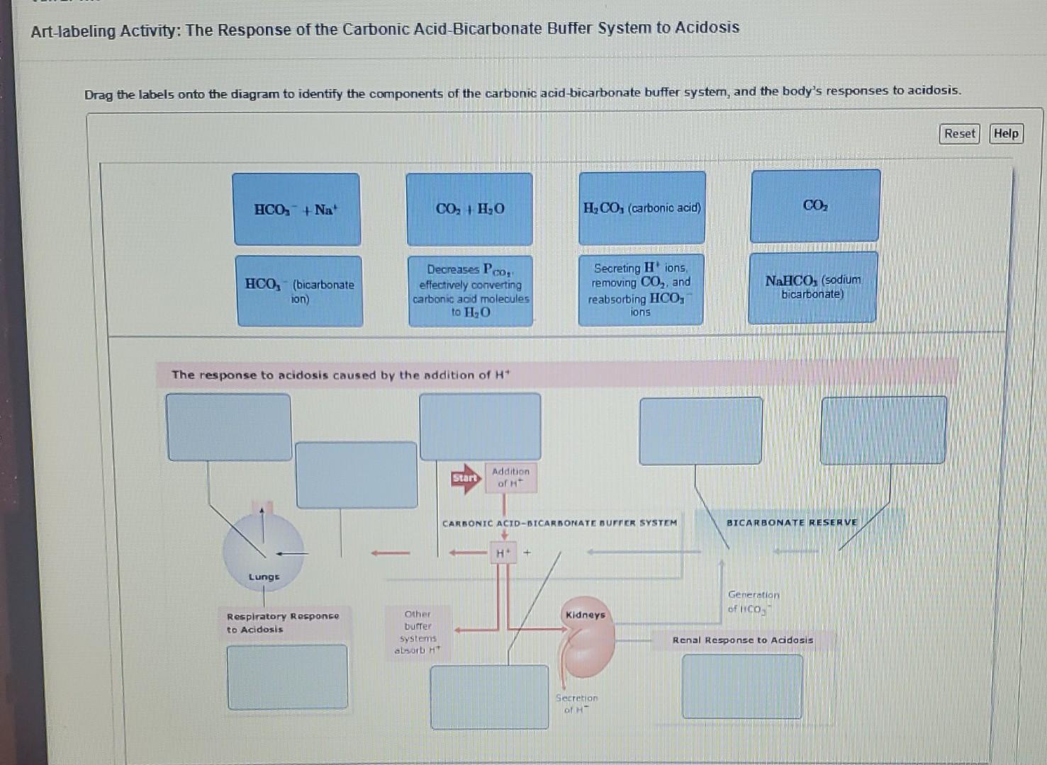 Solved rt-labeling Activity: The Response of the Carbonic | Chegg.com
