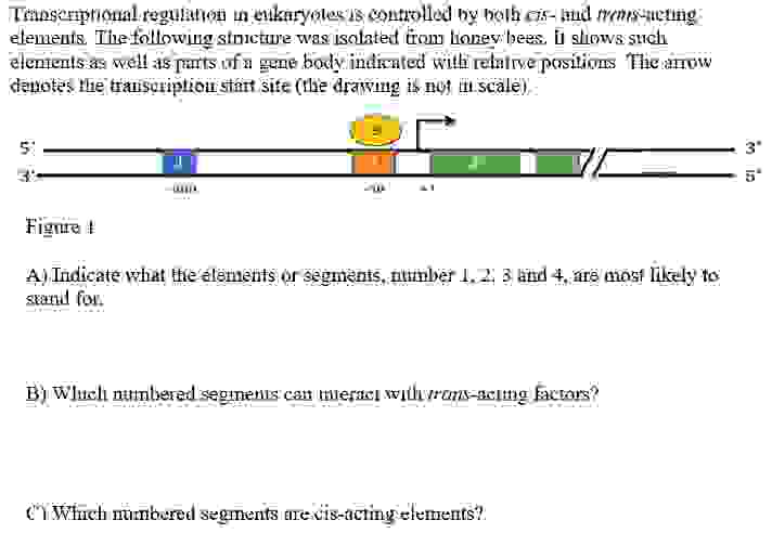 Solved 4 ﻿transcriptional Regulation In Eukaryotes Is