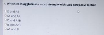 Solved Which cells agglutinate most strongly with Ulex | Chegg.com