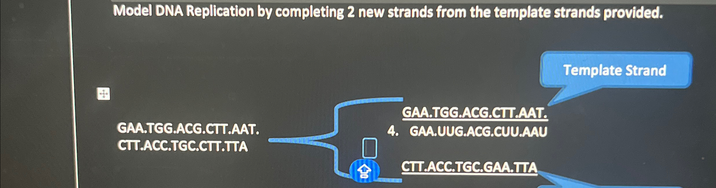 Solved Model DNA Replication by completing 2 ﻿new strands | Chegg.com
