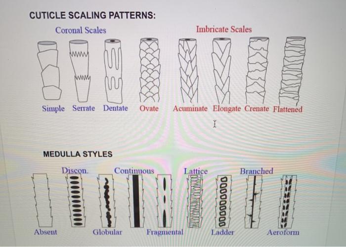 Solved Procedure: 1. Examine the slides of animal hair in | Chegg.com