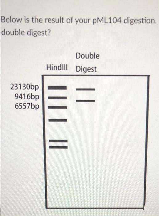 Solved Below is the result of your PML104 digestion. double | Chegg.com