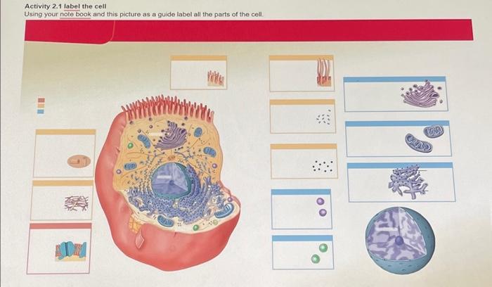 Solved Activity 2.1 label the cell Using your note book and | Chegg.com