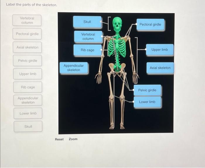 Solved Label the parts of the skeleton. Vertebral column | Chegg.com