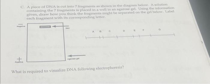 Solved C. A piece of DNA is cut into 7 fragments as shown in | Chegg.com