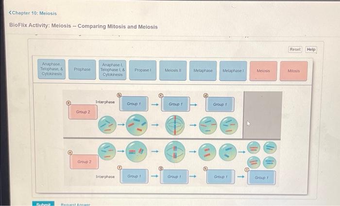 Solved >> 97 -> ->>> Propase I Interphase Group 1 Meiosis II | Chegg.com