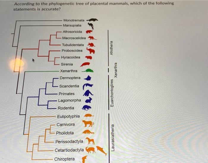 Solved According to the phylogenetic tree of placental | Chegg.com
