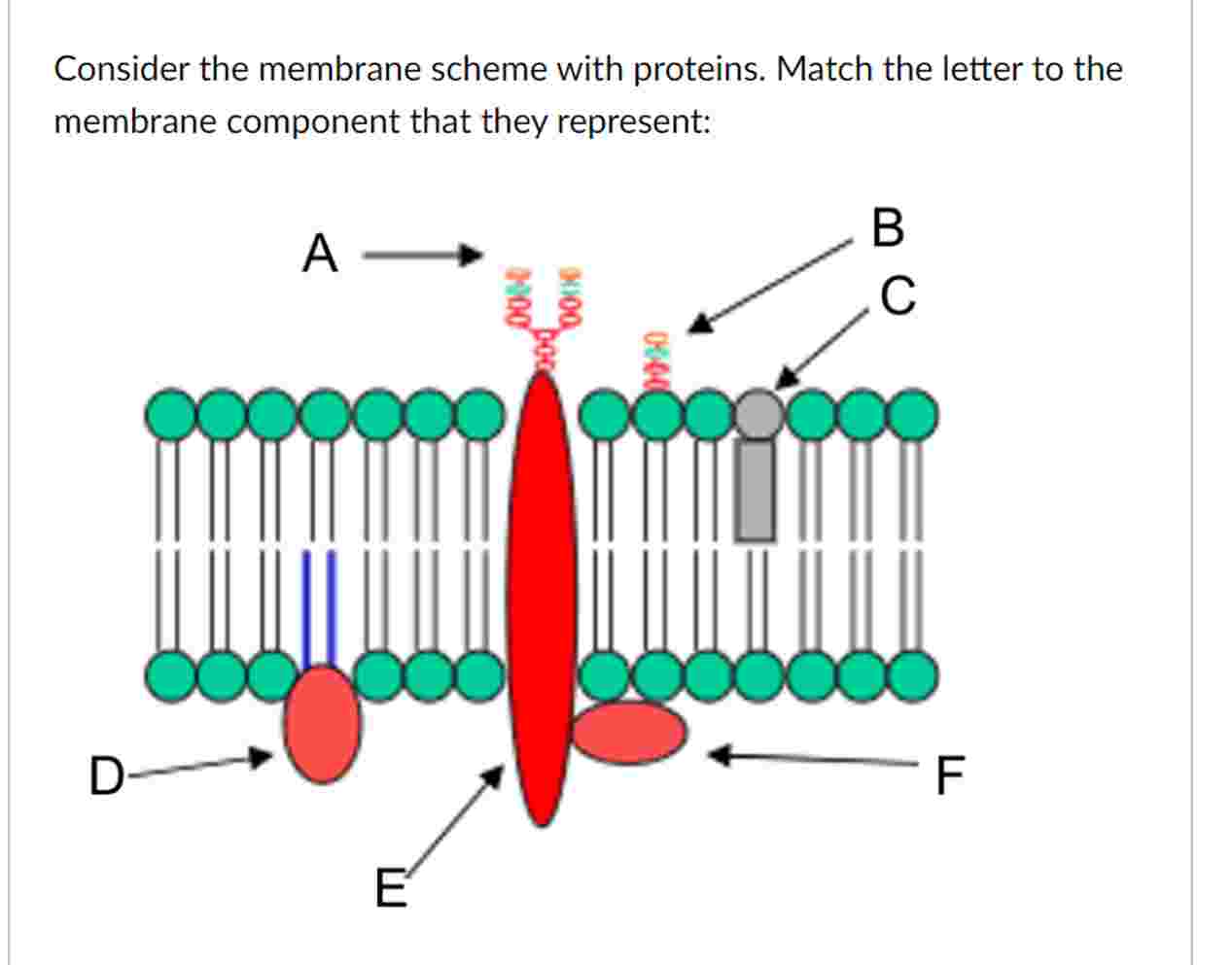 Solved Consider the membrane scheme with proteins. Match the | Chegg.com