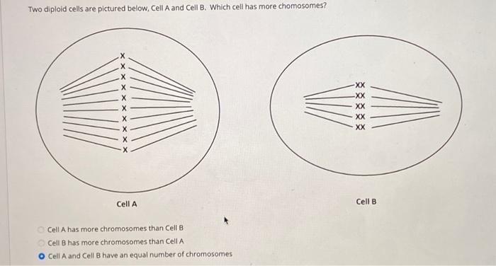 Solved Two diploid cells are pictured below. Cell A and Cell | Chegg.com