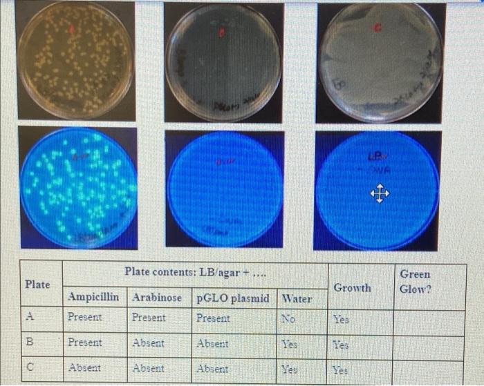 Solved 4. Explain the role of plates A, B. and C in this | Chegg.com