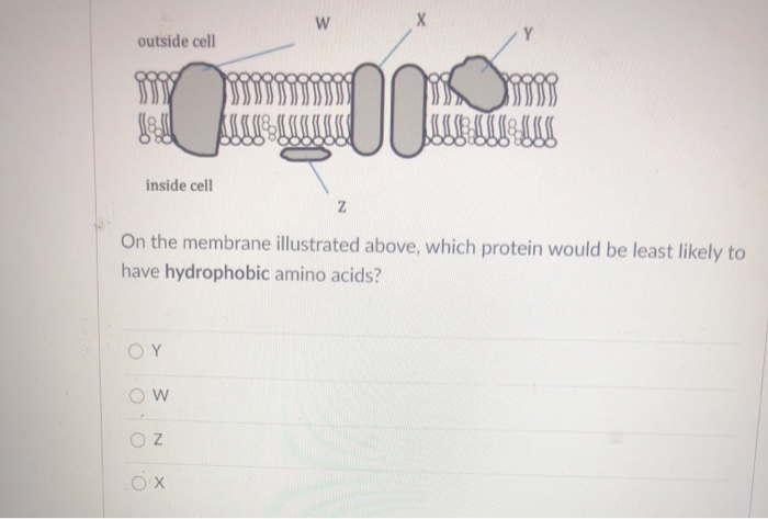 Solved w Х outside cell DY inside cell z On the membrane | Chegg.com