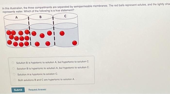 Solved Part C-Events of Mitosis Now that you have owned the | Chegg.com