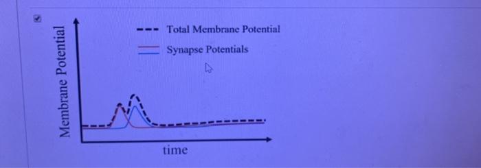 Solved The below graphs show the membrane potential of | Chegg.com