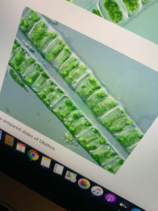 Solved ATO o prepared slides of Ulothrix 2 tv | Chegg.com