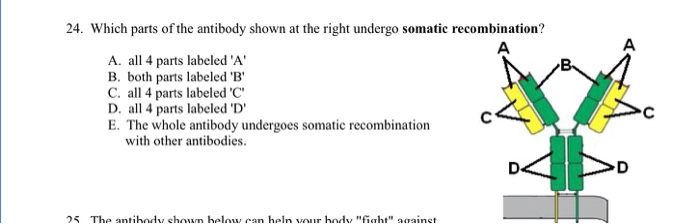 Solved 24. Which parts of the antibody shown at the right | Chegg.com
