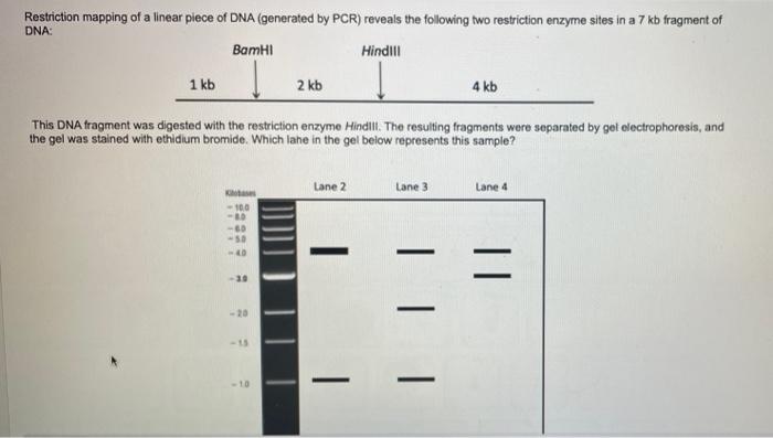 Solved Restriction mapping of a linear piece of DNA | Chegg.com