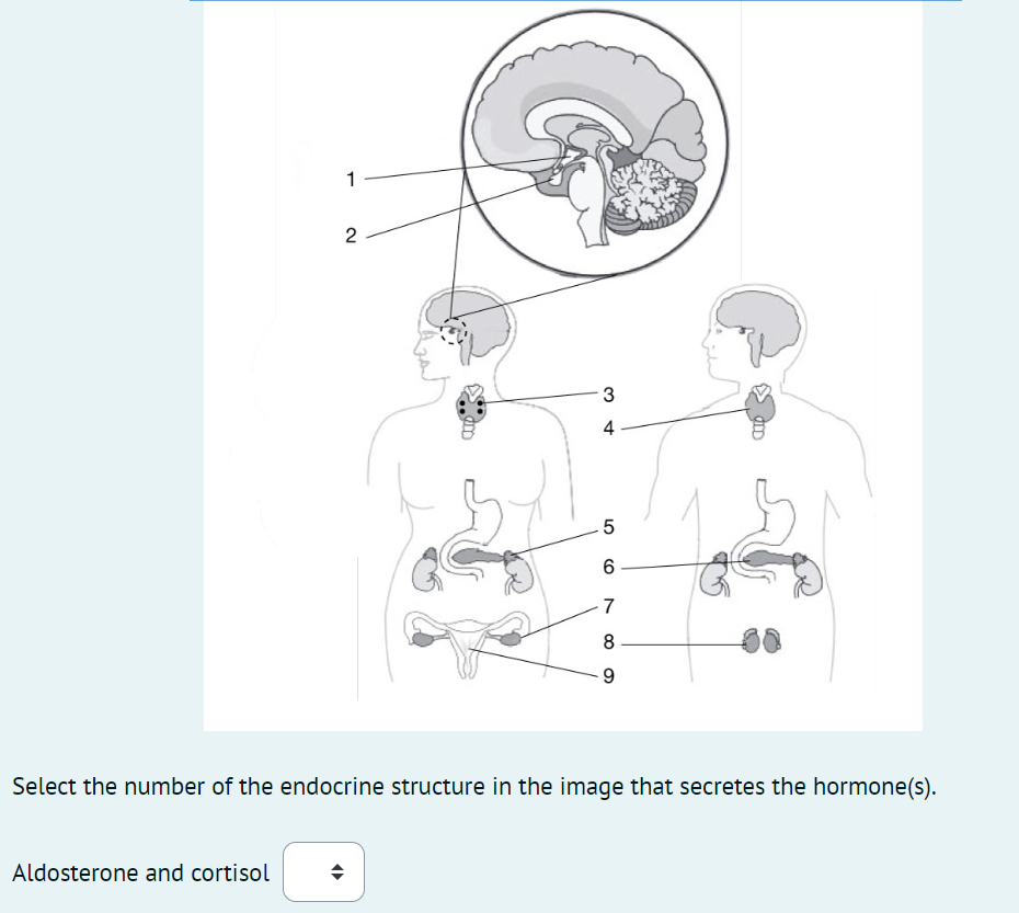 Solved Select the number of the endocrine structure in the | Chegg.com