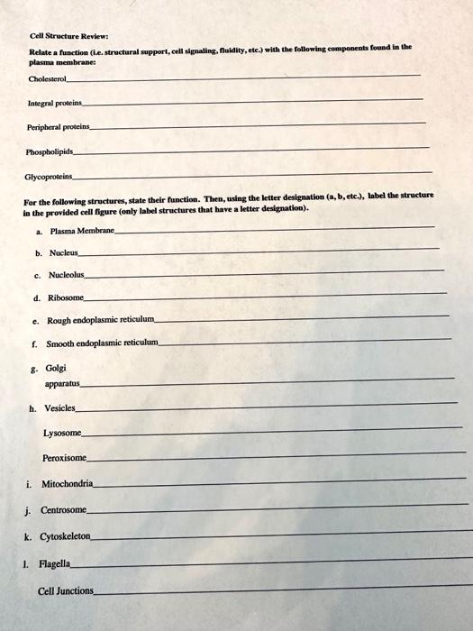 Solved Cell Structure Review: Relate a function (i.e. | Chegg.com