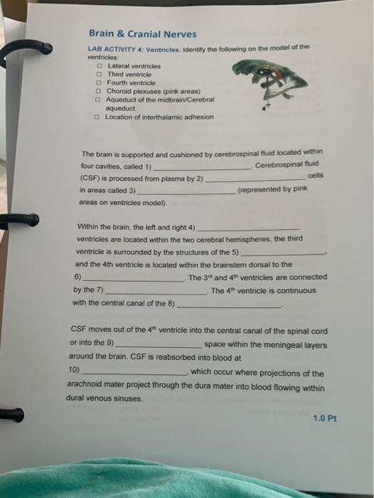 Solved Brain & Cranial Nerves LAB ACTIVITY 4: Ventricles. | Chegg.com