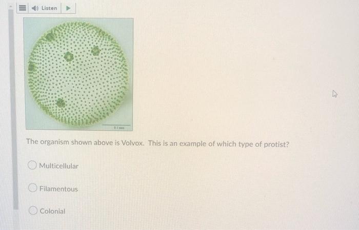 Solved The organism shown above is Volvox. This is an | Chegg.com