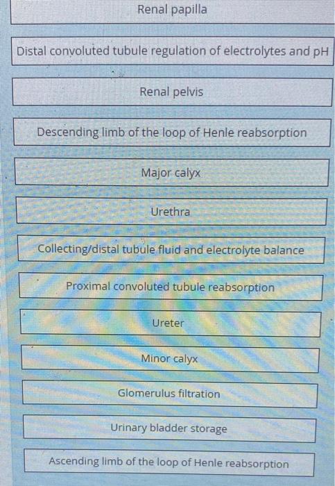 Solved Renal papilla Distal convoluted tubule regulation of | Chegg.com