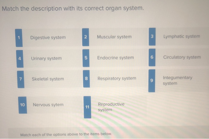 Solved Match the description with its correct organ system. | Chegg.com Solved Match the description with its correct organ system. | Chegg.com