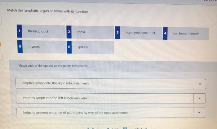Solved Match the lymphatic organ or tissue with its | Chegg.com