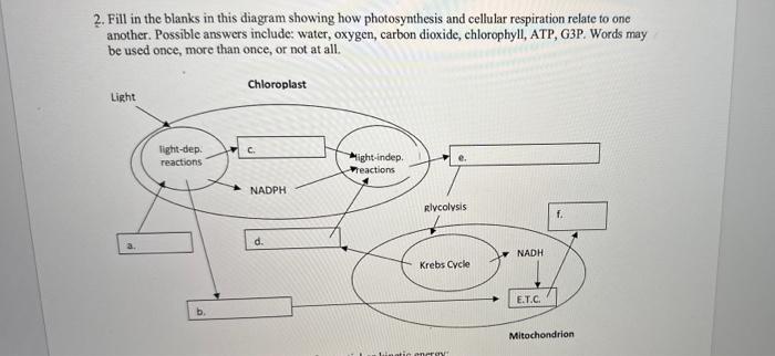 Solved 2. Fill in the blanks in this diagram showing how | Chegg.com
