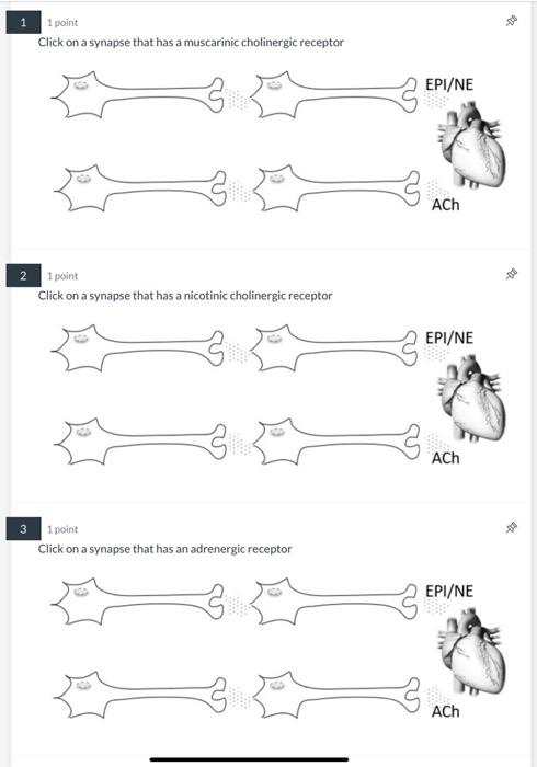 Solved Click on a synapse that has a muscarinic cholinergic | Chegg.com