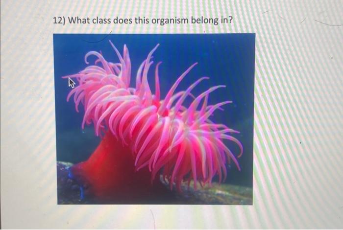 Solved 12) What class does this organism belong in? | Chegg.com