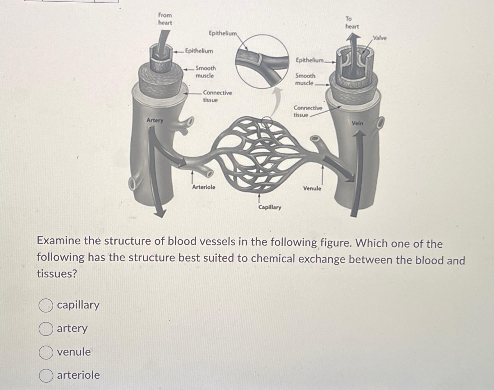 Solved Examine the structure of blood vessels in the | Chegg.com