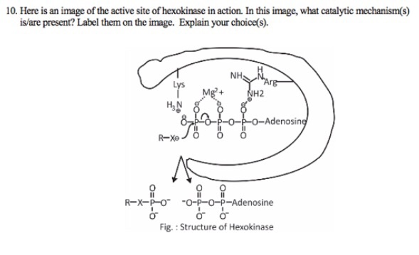 Solved 10. Here is an image of the active site of hexokinase | Chegg.com