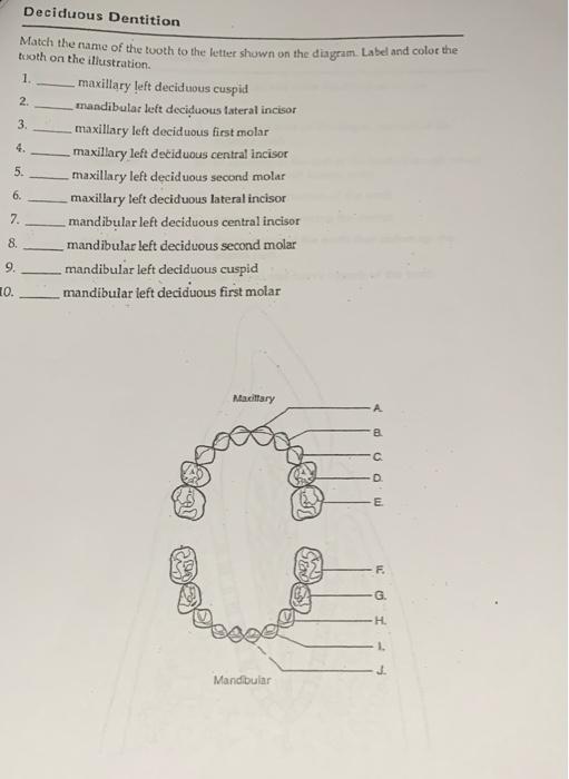 Solved Deciduous Dentition 3 Match the name of the tooth to | Chegg.com