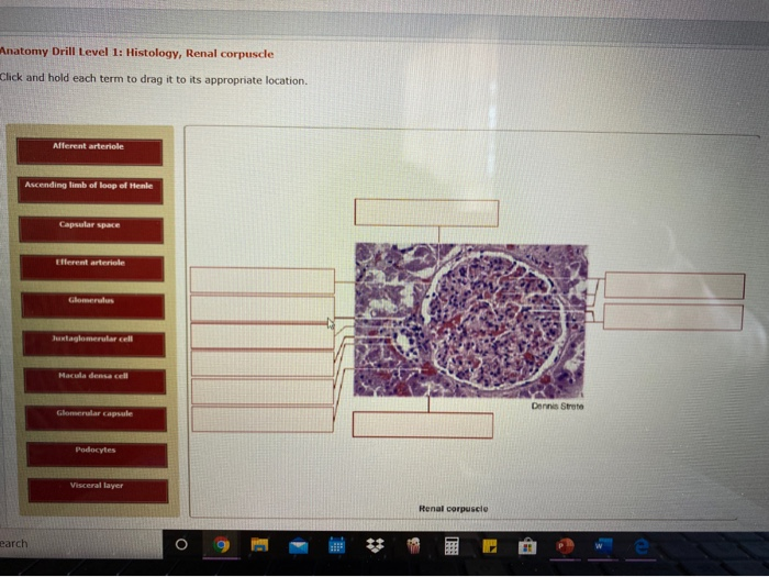 Solved Anatomy Drill Level 1: Histology, Renal corpuscle | Chegg.com
