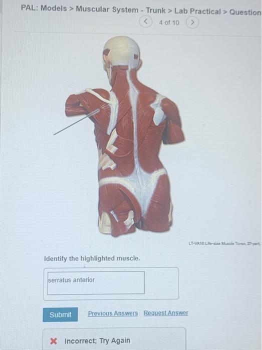 Solved PAL: Models > Muscular System - Trunk > Lab Practical | Chegg.com