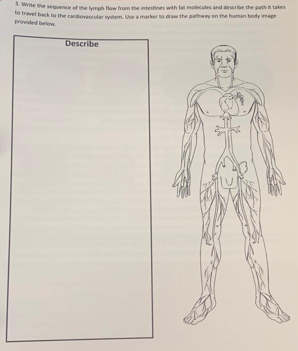 Solved 3. Write the sequence of the lymph flow from the | Chegg.com