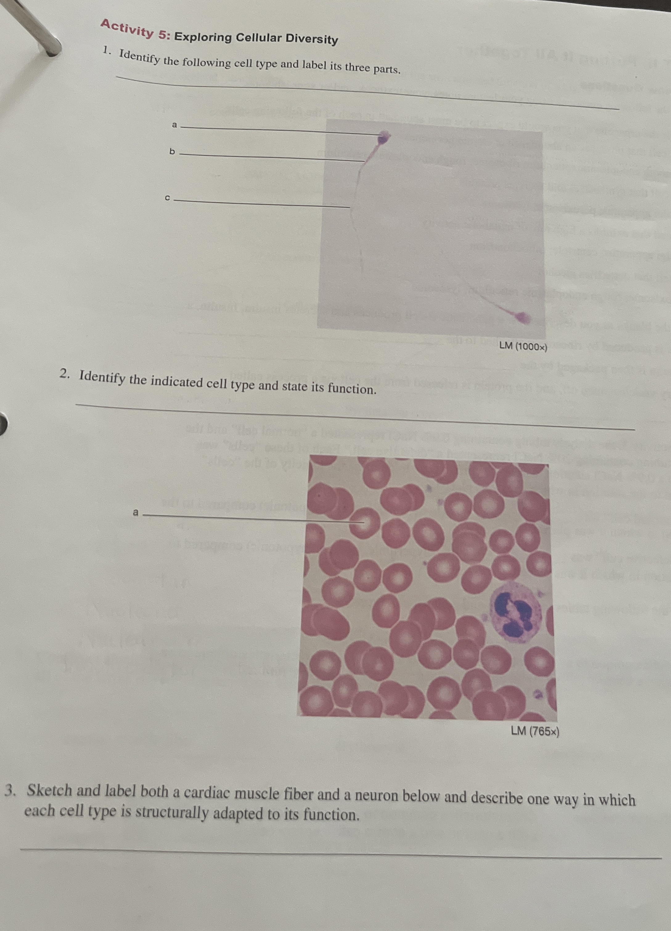 Solved Activity 5: Exploring Cellular DiversityIdentify the | Chegg.com