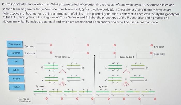 Solved In Drosophila, alternate alleles of an X-linked gene | Chegg.com