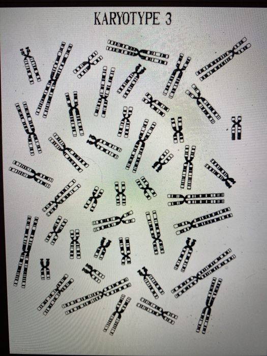 Solved 30 KARYOTYPE SIMULATION Complete the hands-on | Chegg.com
