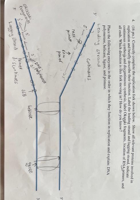 Solved 4. (16 pts.) Correctly complete the replication fork | Chegg.com
