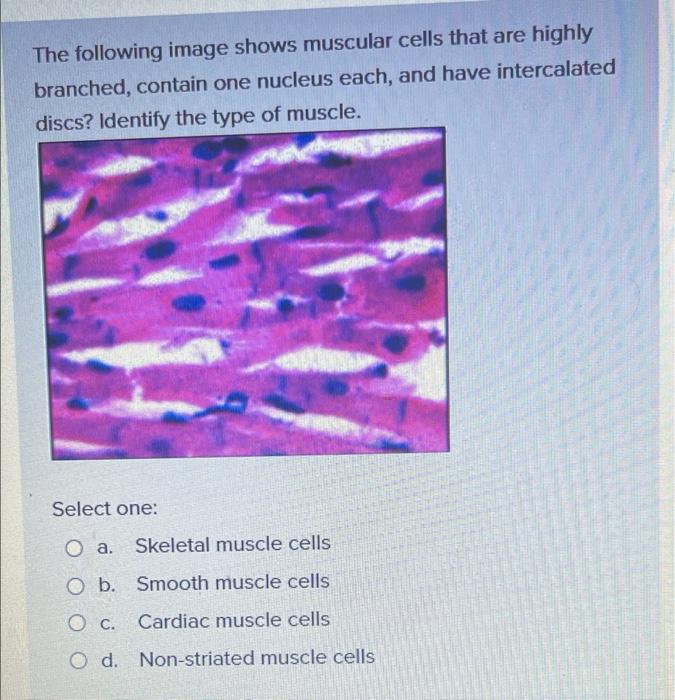 Solved The following image shows muscular cells that are | Chegg.com