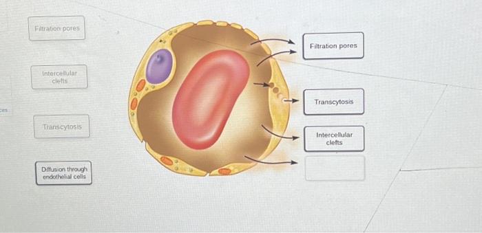 Solved ces Filtration pores Intercellular clefts | Chegg.com