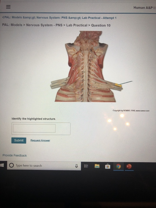 Solved: Human A&P Nervous System - PNS > Lab Practical > Q... | Chegg.com