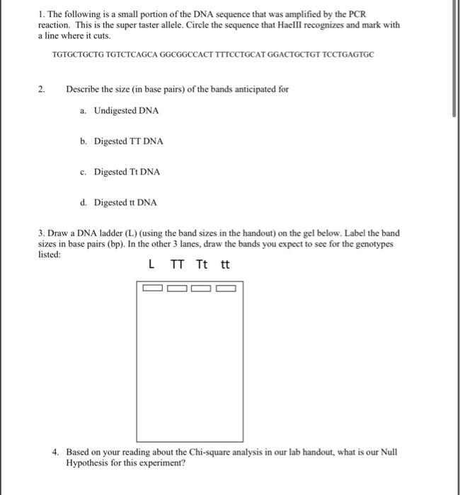 Describe the size (in base pairs) of the bands | Chegg.com